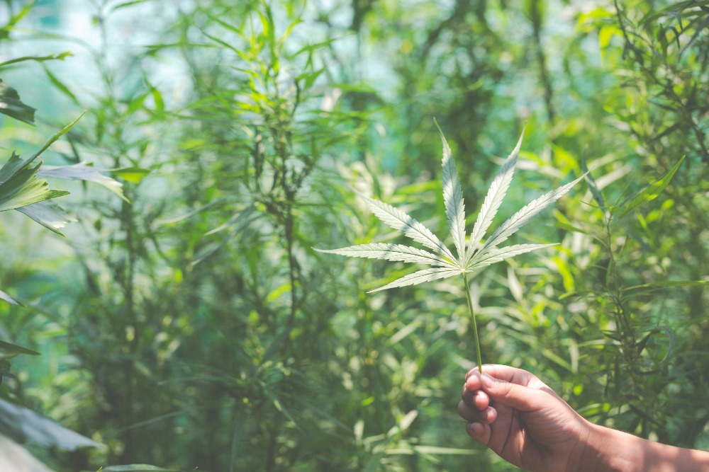 Marijuana: la guida completa sulla pianta proibita - Just Hemp
